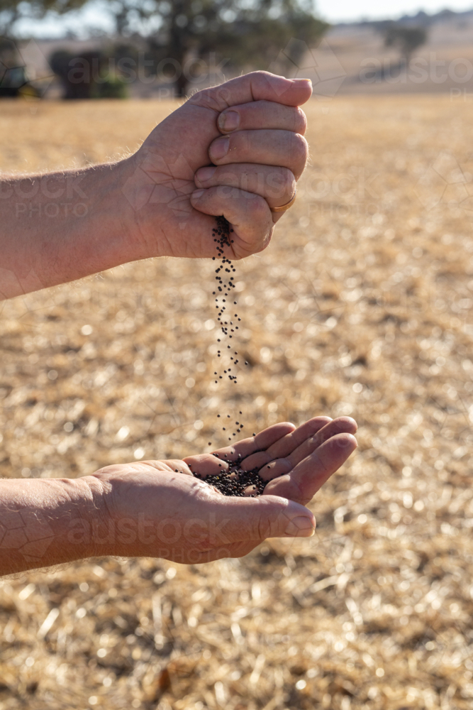 Image of Farmer pouring canola into his hand at harvest time - Austockphoto
