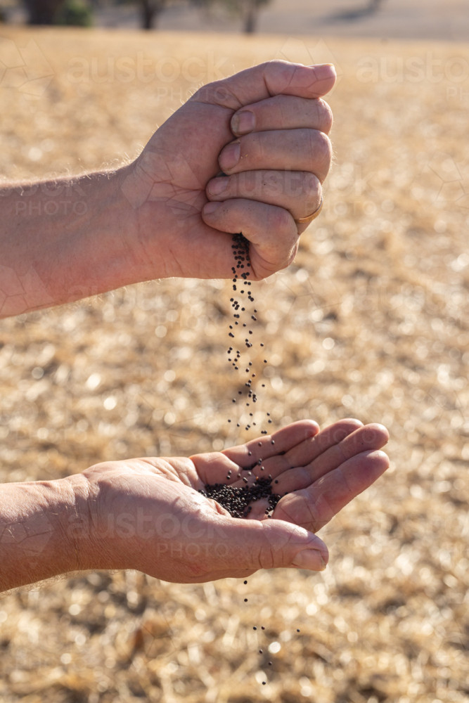 Image of Farmer pouring canola into his hand at harvest time - Austockphoto