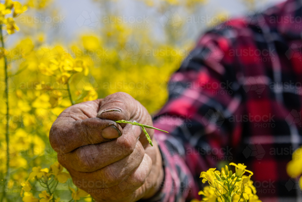 Image of Farmer's hand holding a canola pod which has been opened to ...