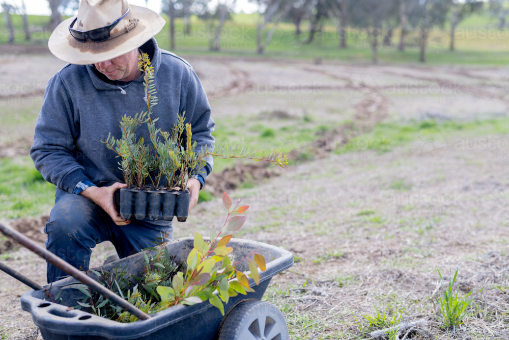 Image of Farmer taking native plant seedlings from growing trays and ...