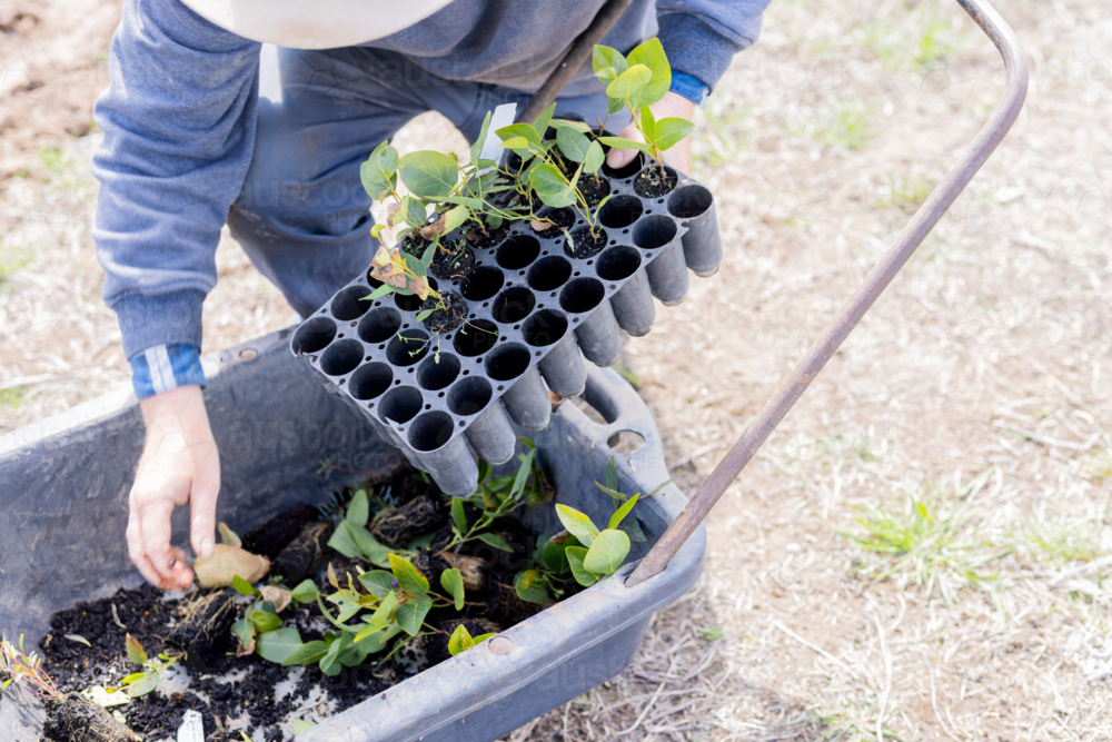 Image of Farmer taking native plant seedlings from growing trays and ...