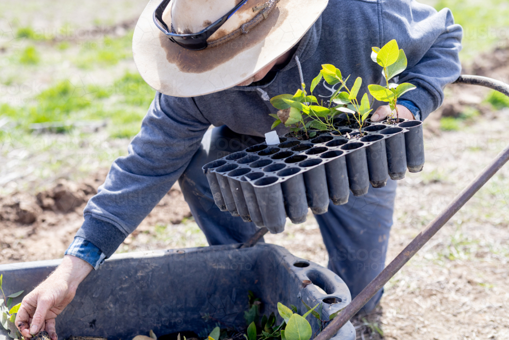Image of Farmer taking native plant seedlings from growing trays and ...