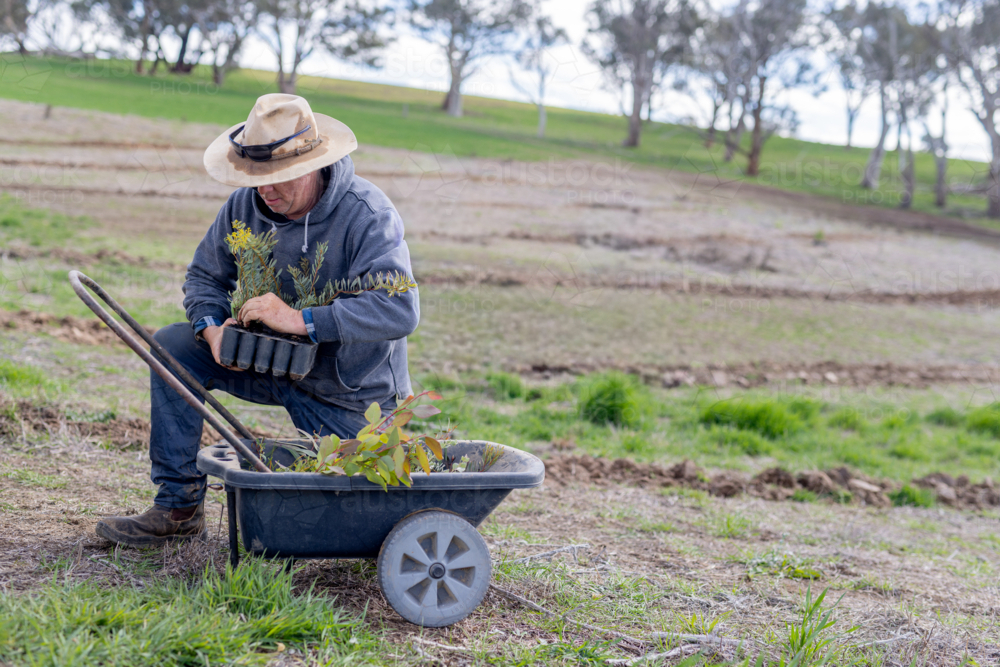 Image of Farmer taking native plant seedlings from growing trays and ...