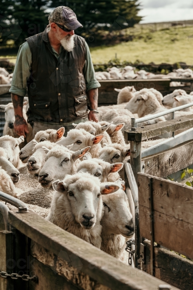 Image of Farmer works sheep in stock yards. - Austockphoto