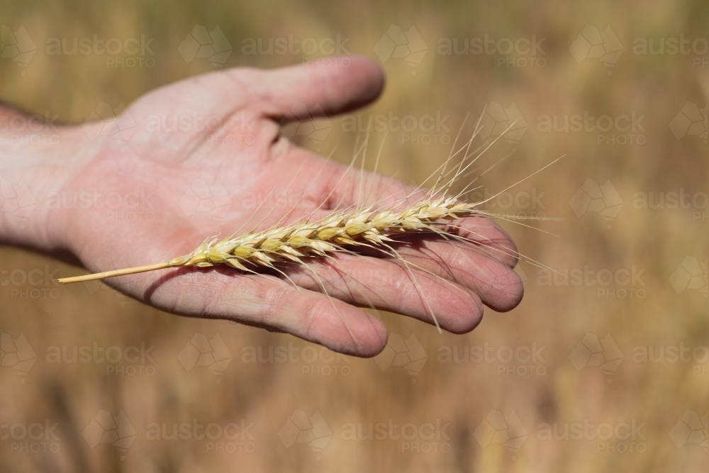 Image of Farmers hand holding a golden wheat stalk - Austockphoto