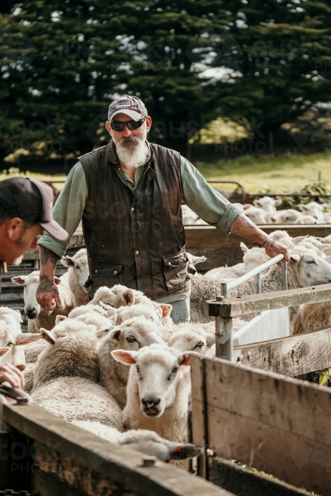 Image of Farmers working with sheep. - Austockphoto