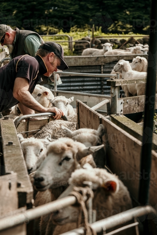Image of Farmers working with sheep in the stock yards. - Austockphoto