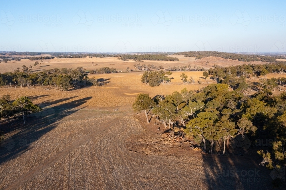Image of Farming landscape with blue sky, dry paddocks, gum trees and ...