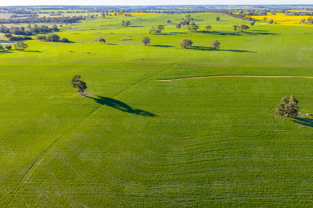 Image of farmland with green cereal crop and paddock trees reaching to ...