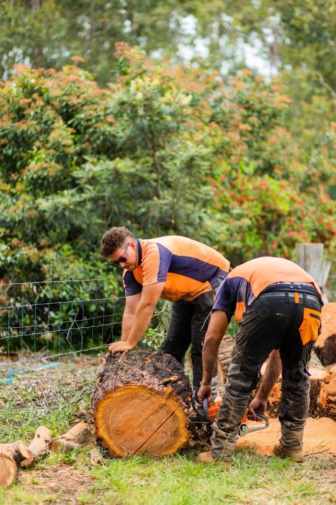 Image of Father son duo working together on job - tree felling and ...