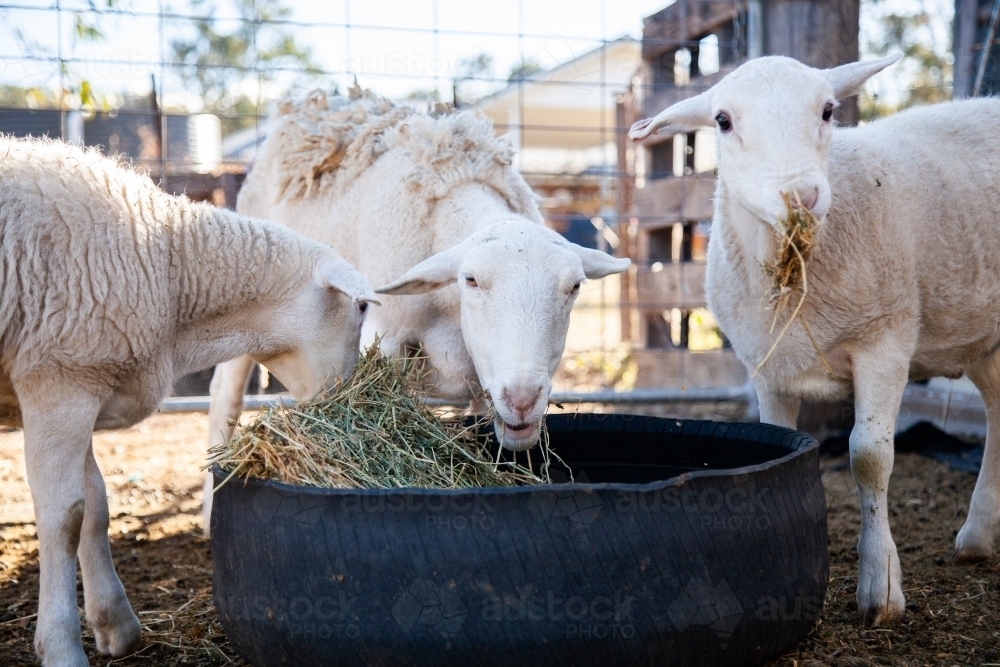 Image of Feeding hay to white dorper sheep in drought - Austockphoto