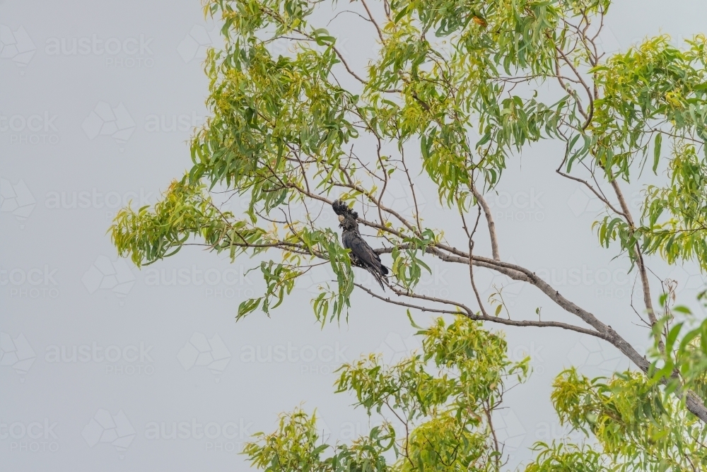 Image of Female Black Cockatoo with crown raised - Austockphoto