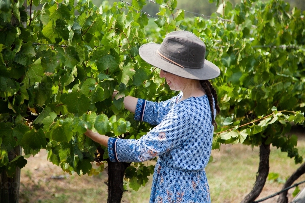 Image of Female grape picker doing casual work in a vineyard picking ...