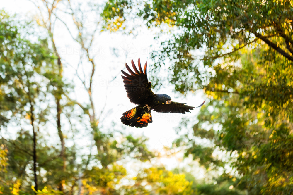 Image of female red tailed black cockatoo bird flying through bushland ...