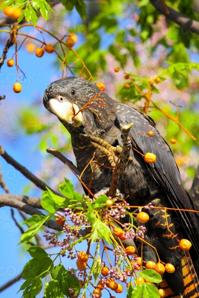 Image of Female Red-tailed Black-Cockatoo feeding on a chinaberry tree ...