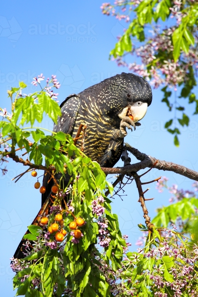 Image of Female Red-tailed Black-Cockatoo feeding on a chinaberry tree ...