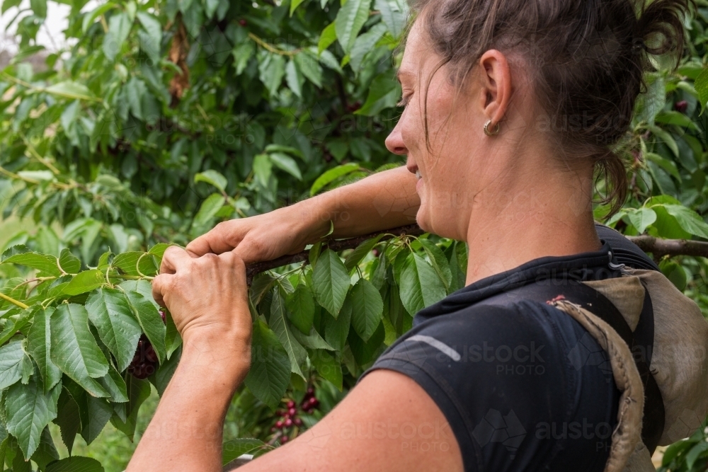Image of Female seasonal worker picking cherries - Austockphoto