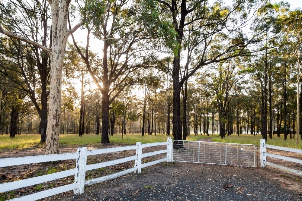 Image of Fence and gateway onto rural property full of forest gum trees ...