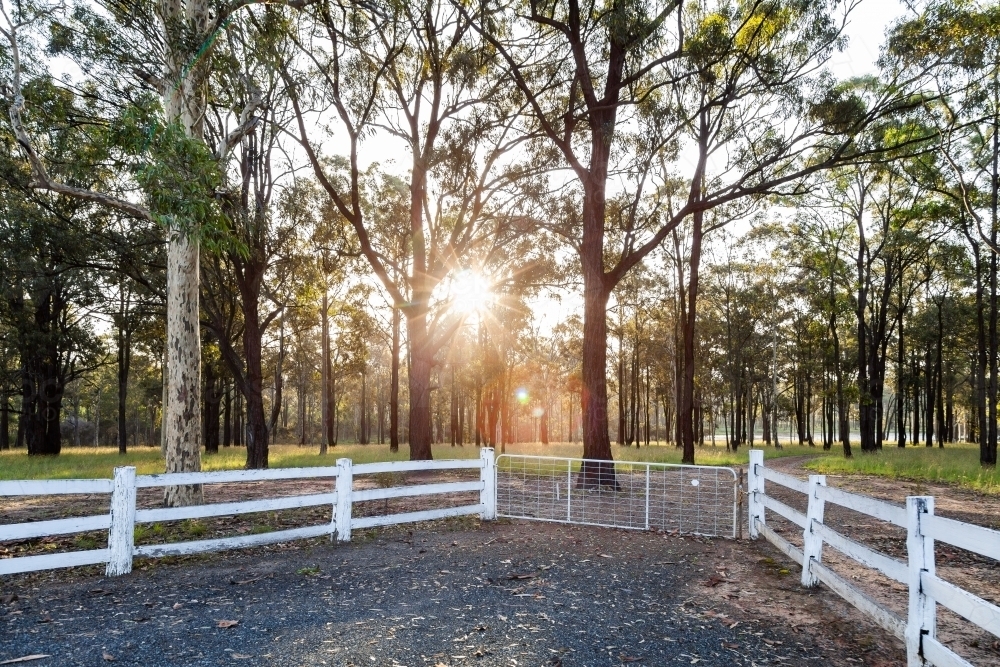 Image of Fence and gateway onto rural property full of forest gum trees ...
