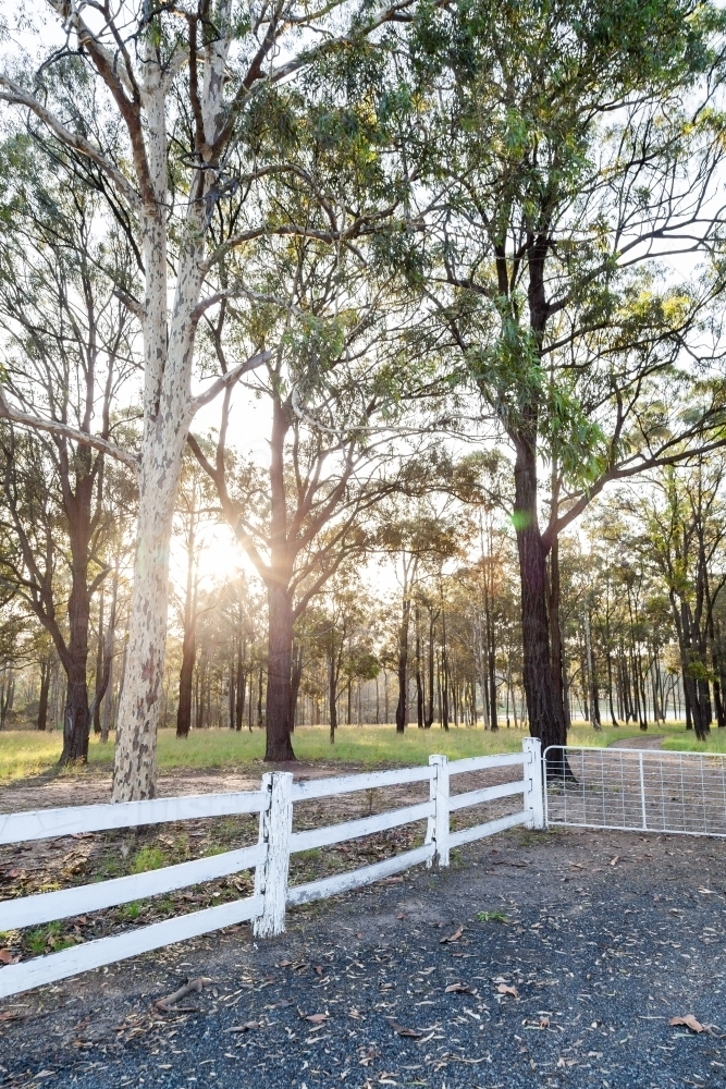 Image of Fence and gateway onto rural property full of forest of gum ...