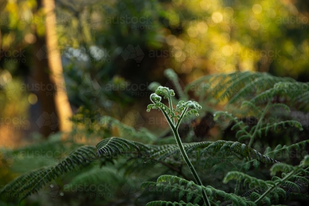 Image of fern fronds unfurling - Austockphoto