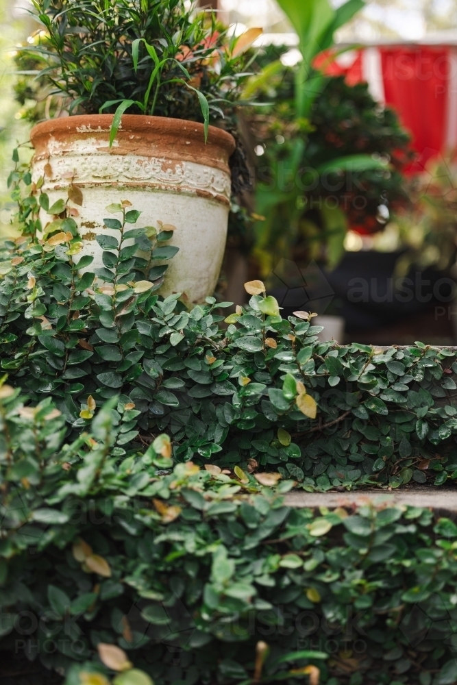 Image of Ficus pumila, climbing or creeping fig, growing on front steps ...