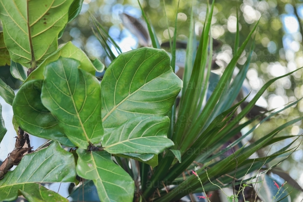 Image of Fiddle leaf fig plant growing naturally outdoors in warm ...