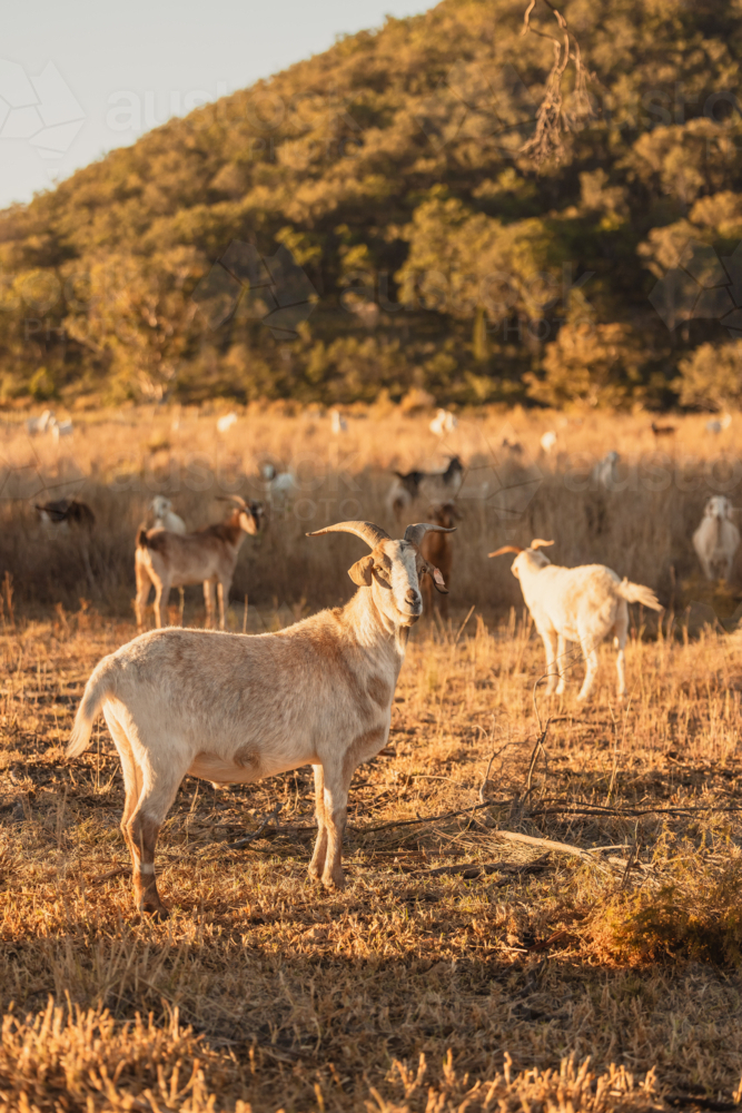 Image of Field full of goats in golden afternoon light - Austockphoto