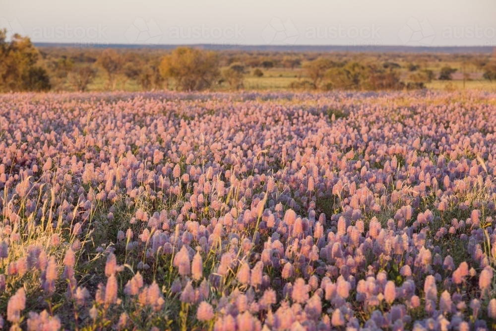 Image of Field of mauve wild flowers - Austockphoto