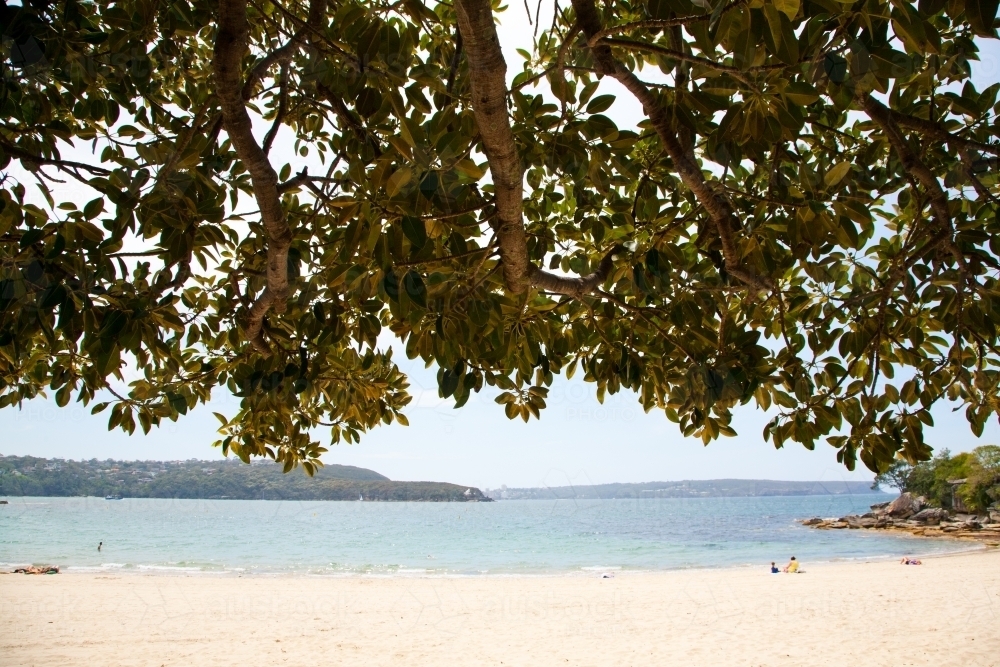 Image of Fig tree branch frame edwards beach, balmoral - Austockphoto