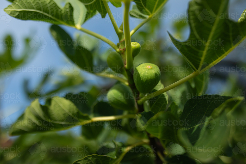 Image of Fig tree filled with green fruit growing on branches ...