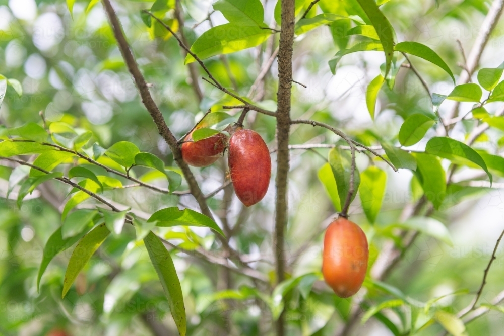Image of Fingersop bush tucker fruit - Austockphoto
