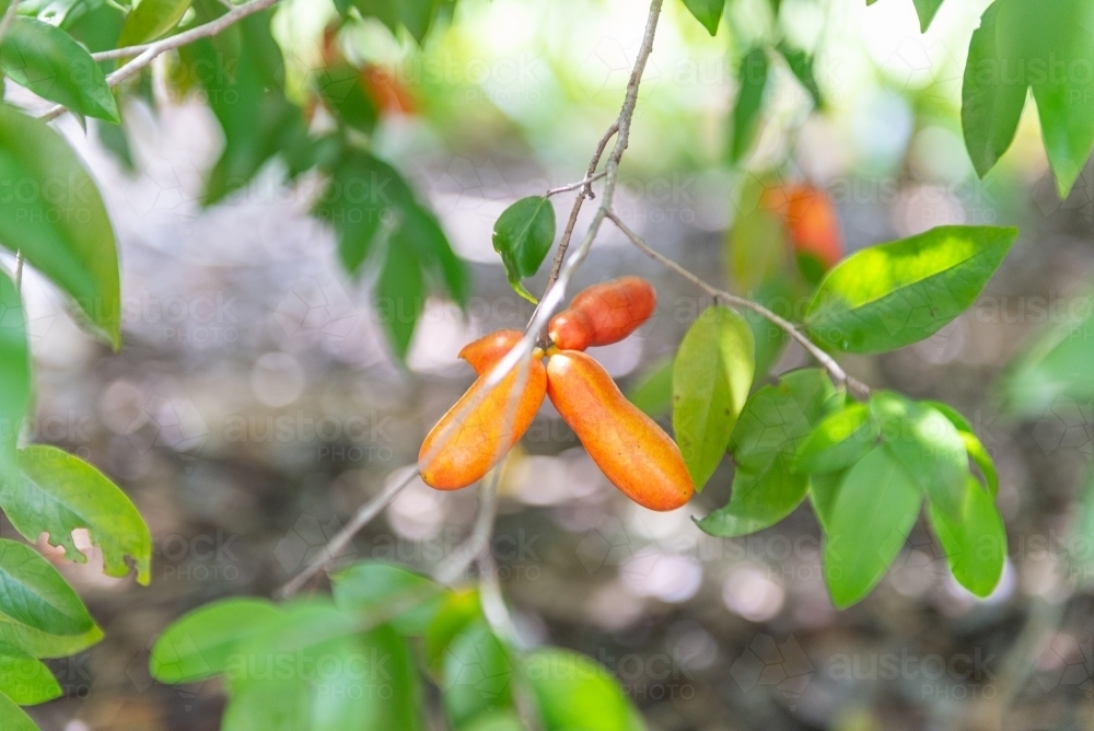 Image of Fingersop bush tucker fruit - Austockphoto