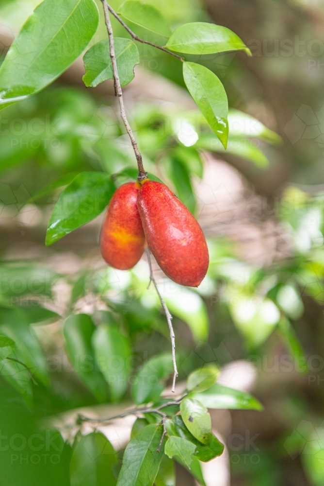 Image of Fingersop bush tucker fruit - Austockphoto