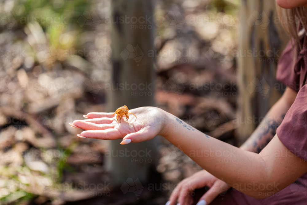 Image of First Nations Australian woman holding cicada bug skin on hand ...