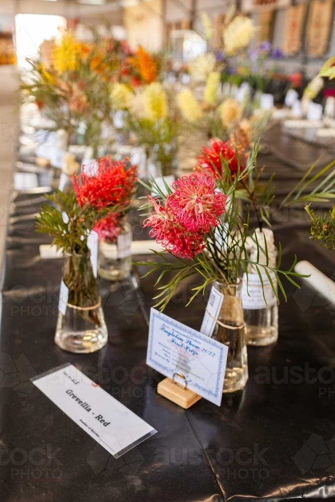 Image of First prize grevillea flower at local country show - Austockphoto