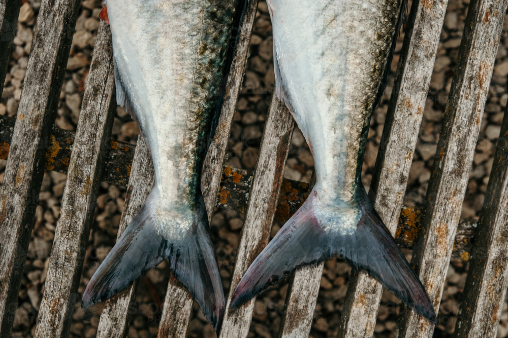 Image of Fish tails - Austockphoto