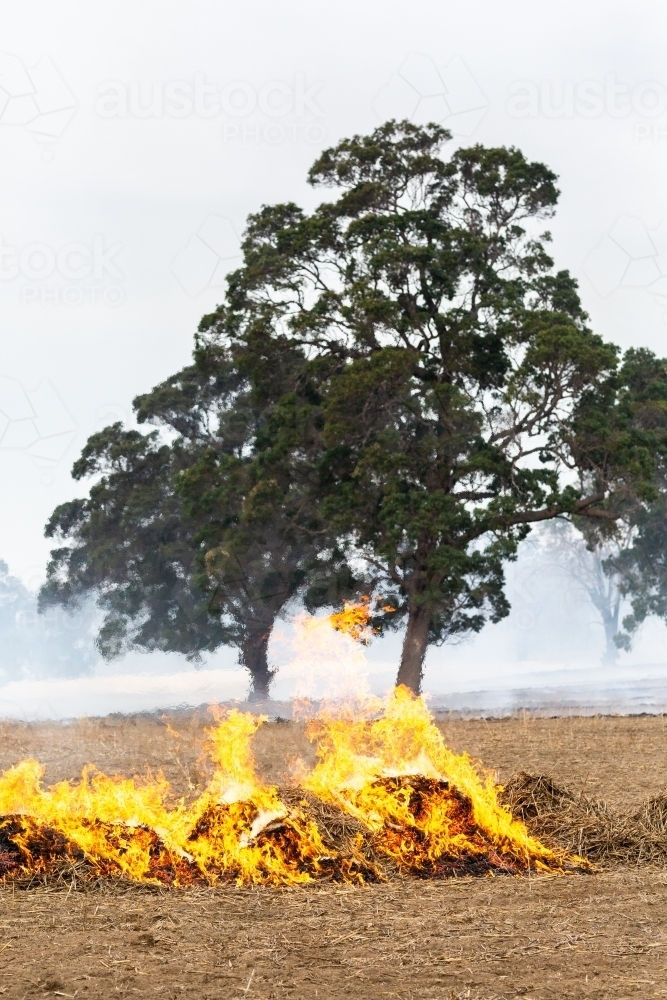 Image of Flames in front of gum trees on a farm - Austockphoto