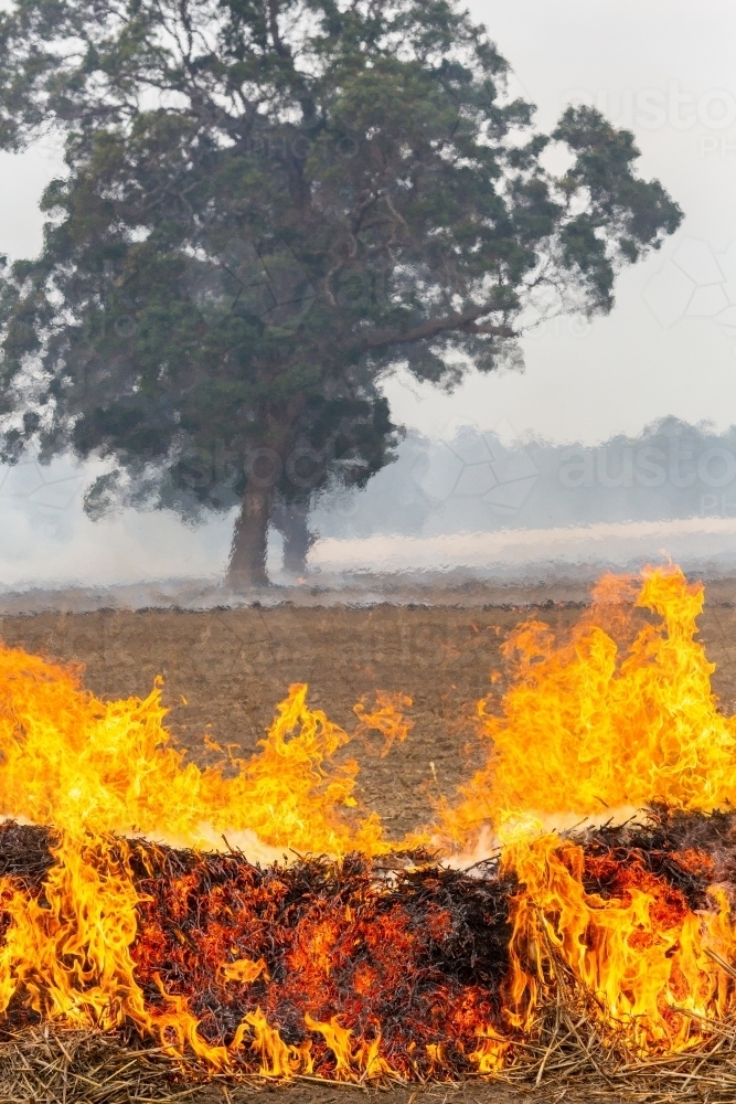 Image of Flames in front of gum trees on a farm - Austockphoto
