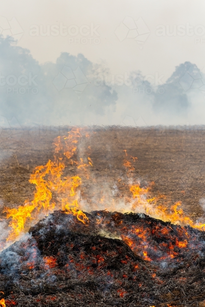 Image of Flames in front of gum trees on a farm - Austockphoto
