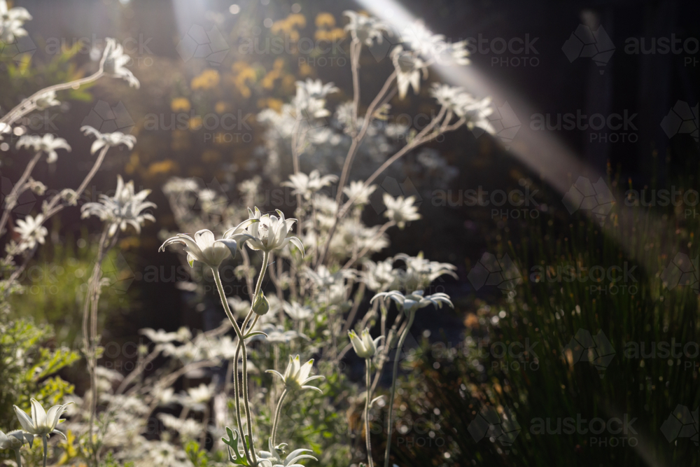 Image of flannel flowers growing in a garden - Austockphoto
