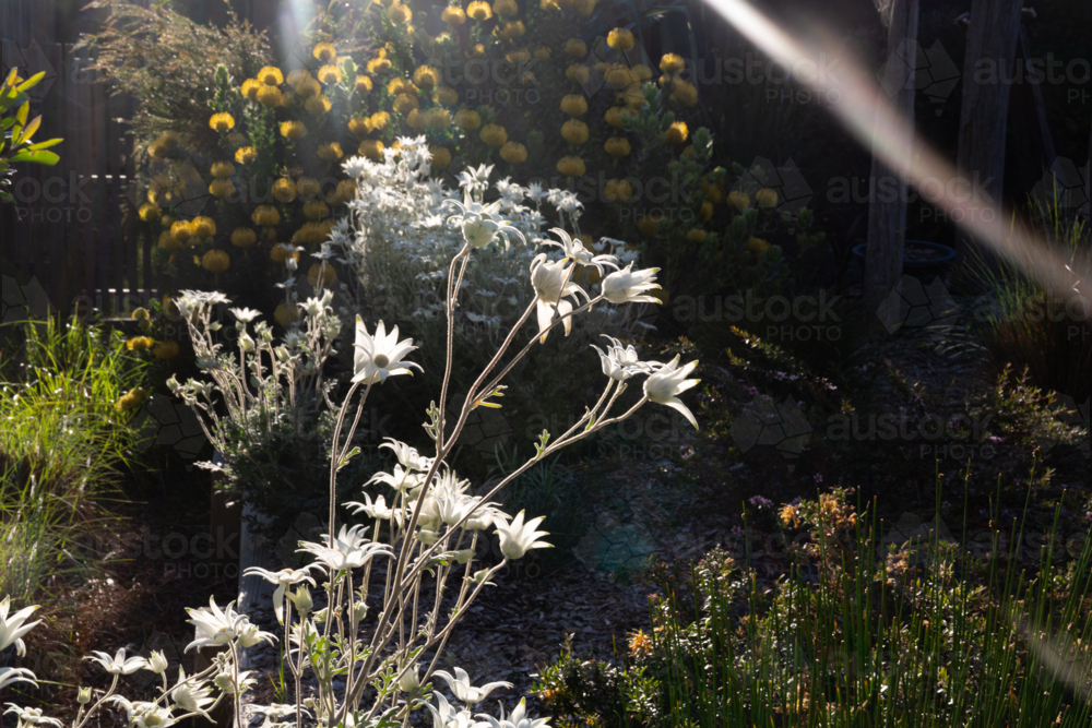 Image of flannel flowers growing in a modern native garden - Austockphoto
