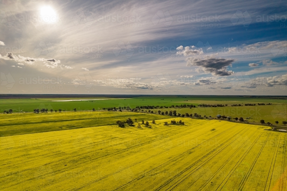 Image of Flat fields spotted with trees - Austockphoto