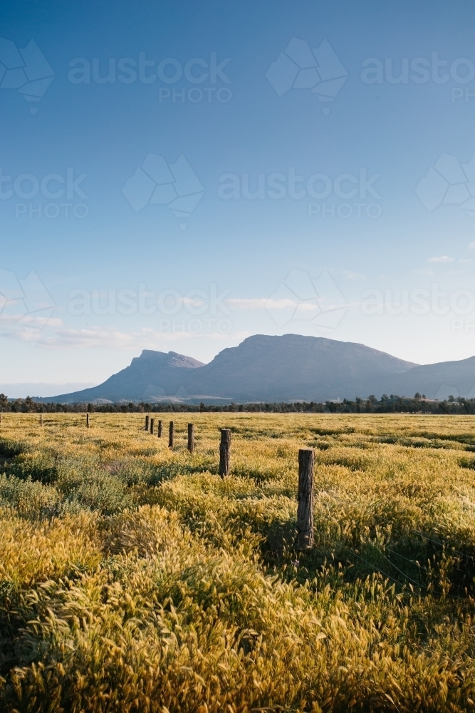 Image of Flinders Ranges landscape with fence line and scrub in the ...