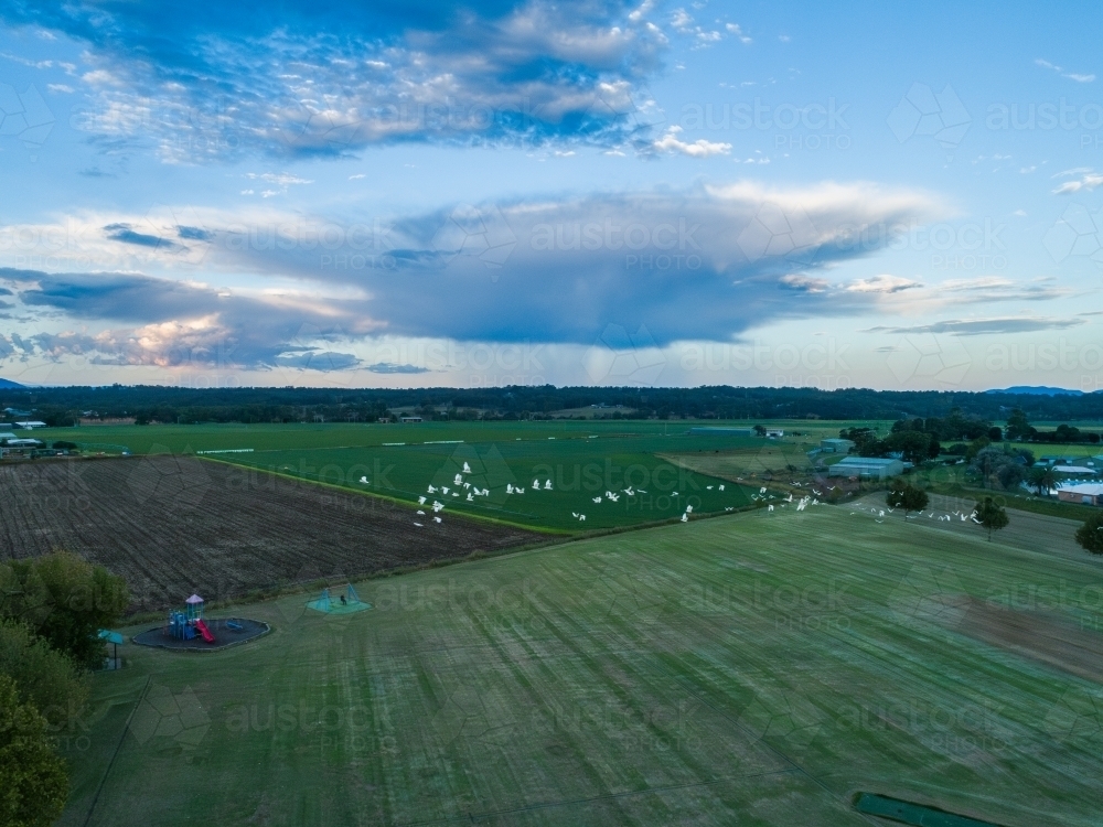 Image of Flock of birds flying over park and farmland at edge of ...