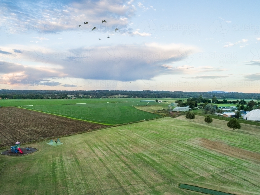 Image of Flock of birds flying over park and farmland at edge of ...