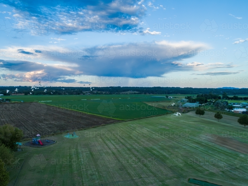 Image of Flock of birds flying over park and farmland at edge of ...