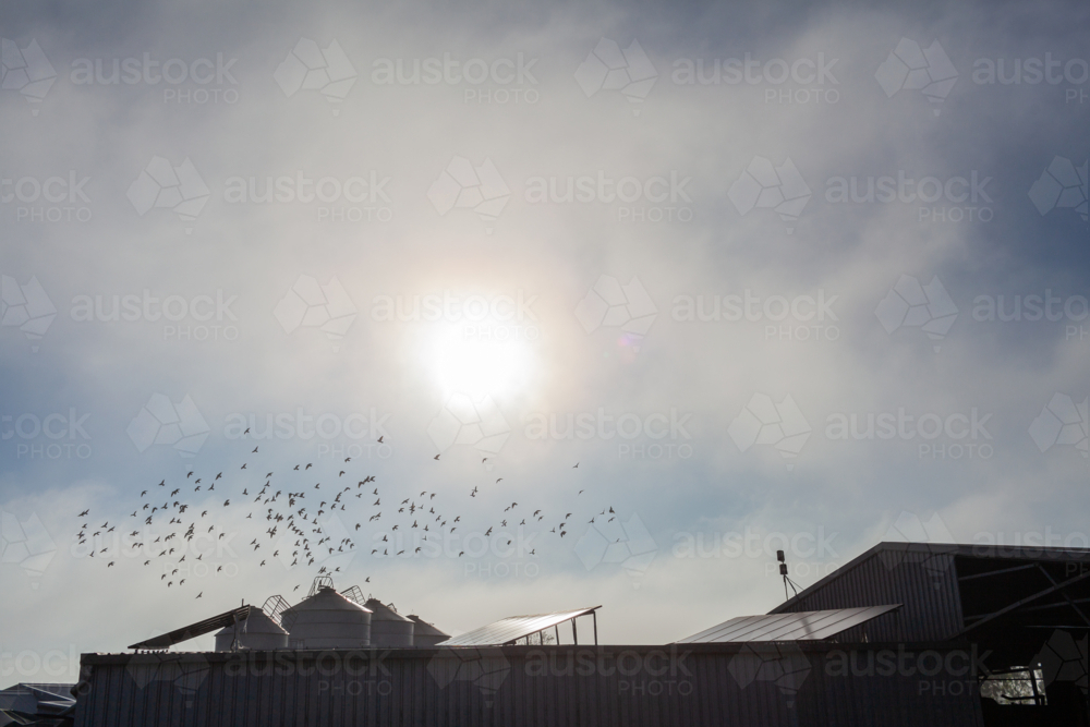 Image of Flock of birds in flight above farm buildings with solar ...
