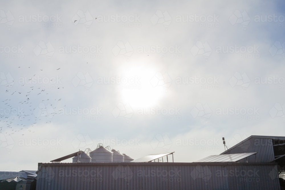Image of Flock of birds in flight above farm buildings with solar ...