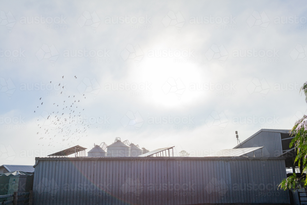 Image of Flock of birds in flight above farm buildings with solar ...